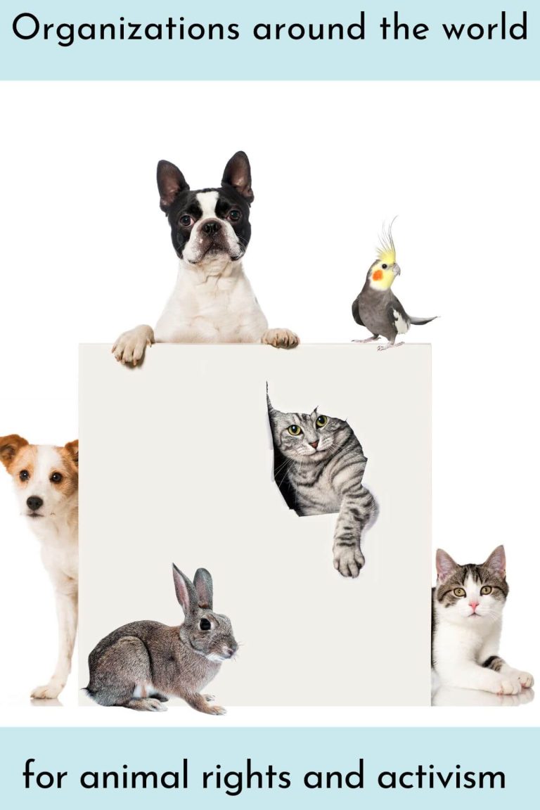 Organizations for Animal Rights - Vegan Focus